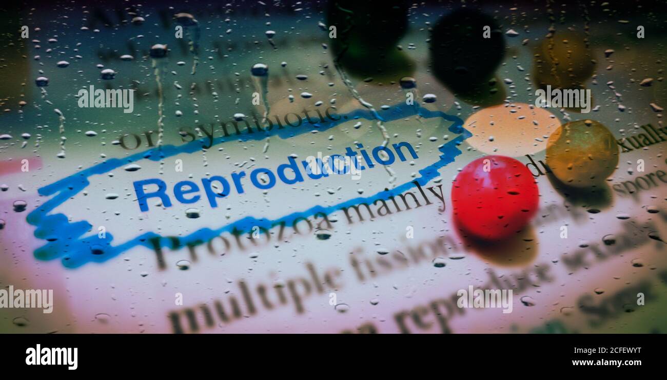 Reproduction word highlighted with closeup view on book word ...