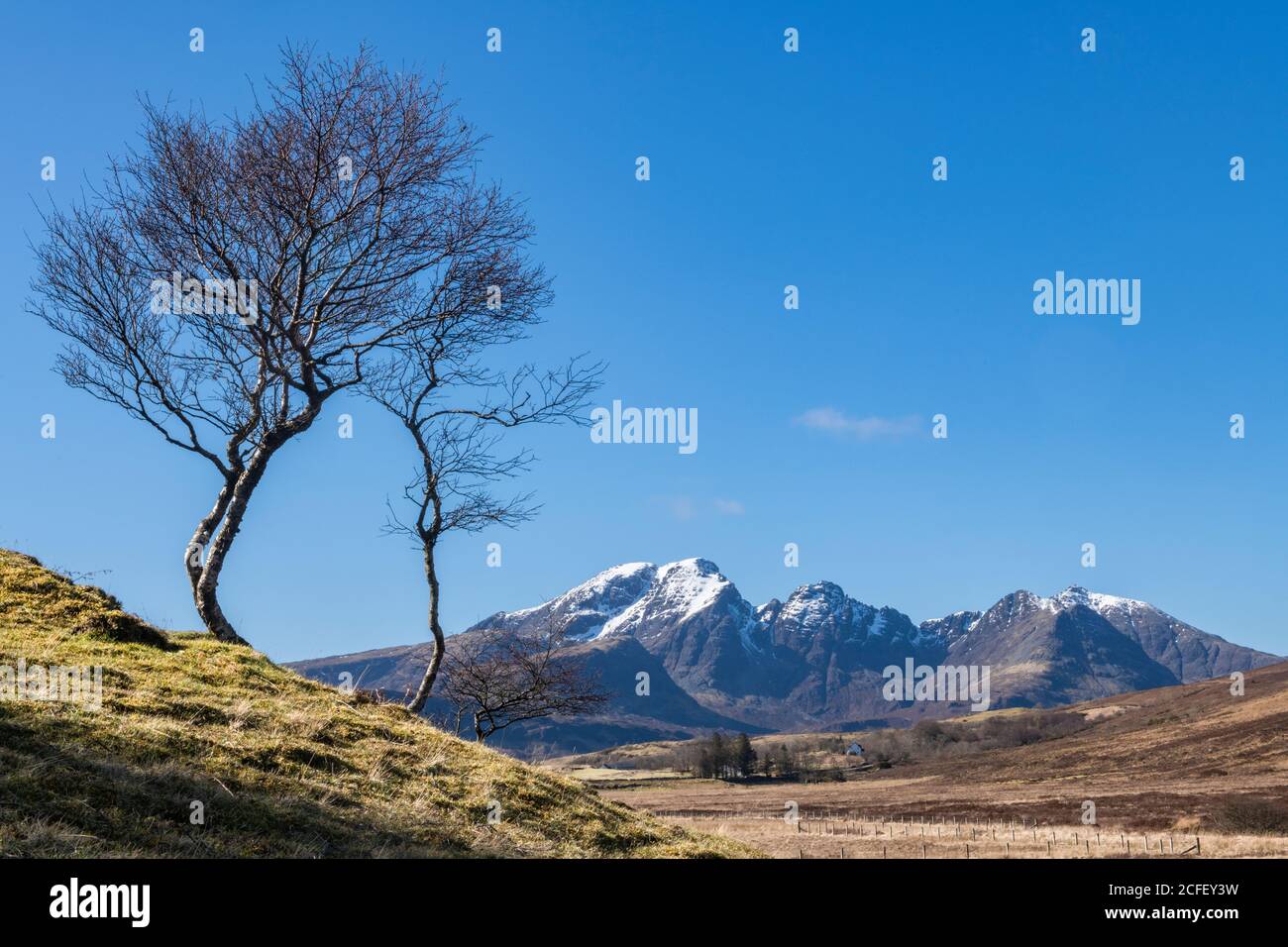 Some sparce trees on the B8083 on the Isle of Skye with snow capped ...