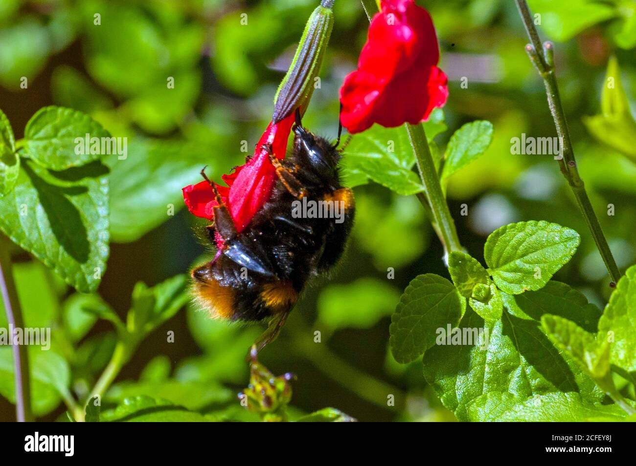 London, UK. 5th Sep, 2020. Bees collecting pollen from salvia "hot lips ...