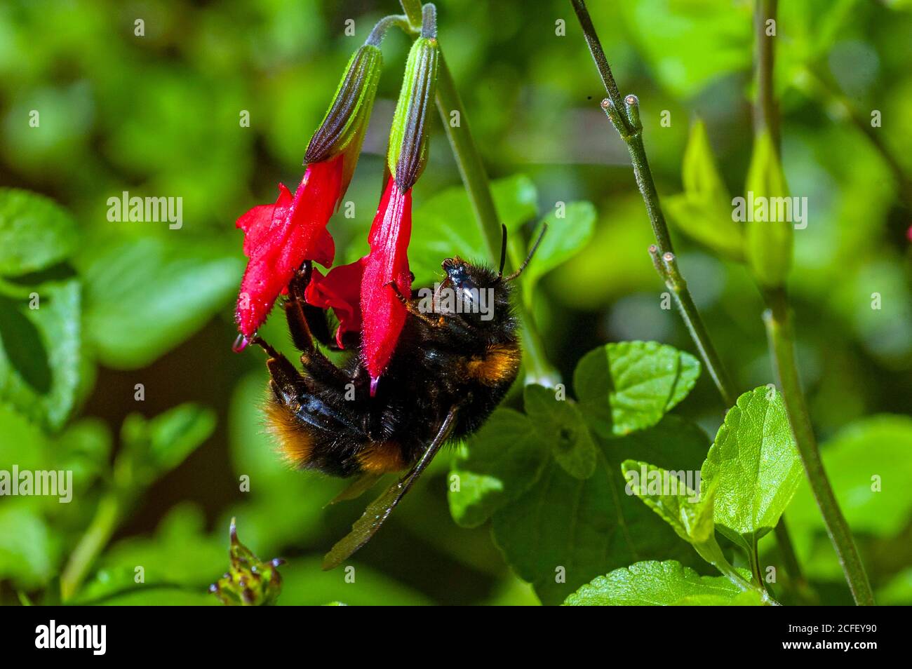 London, UK. 5th Sep, 2020. Bees collecting pollen from salvia "hot lips ...