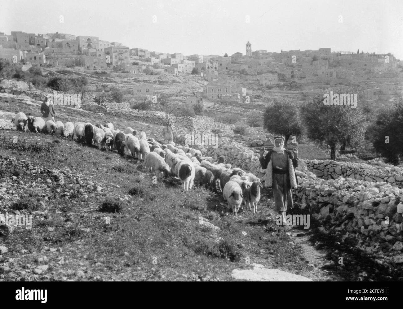 Early 1900s shepherd and sheep hi-res stock photography and images - Alamy
