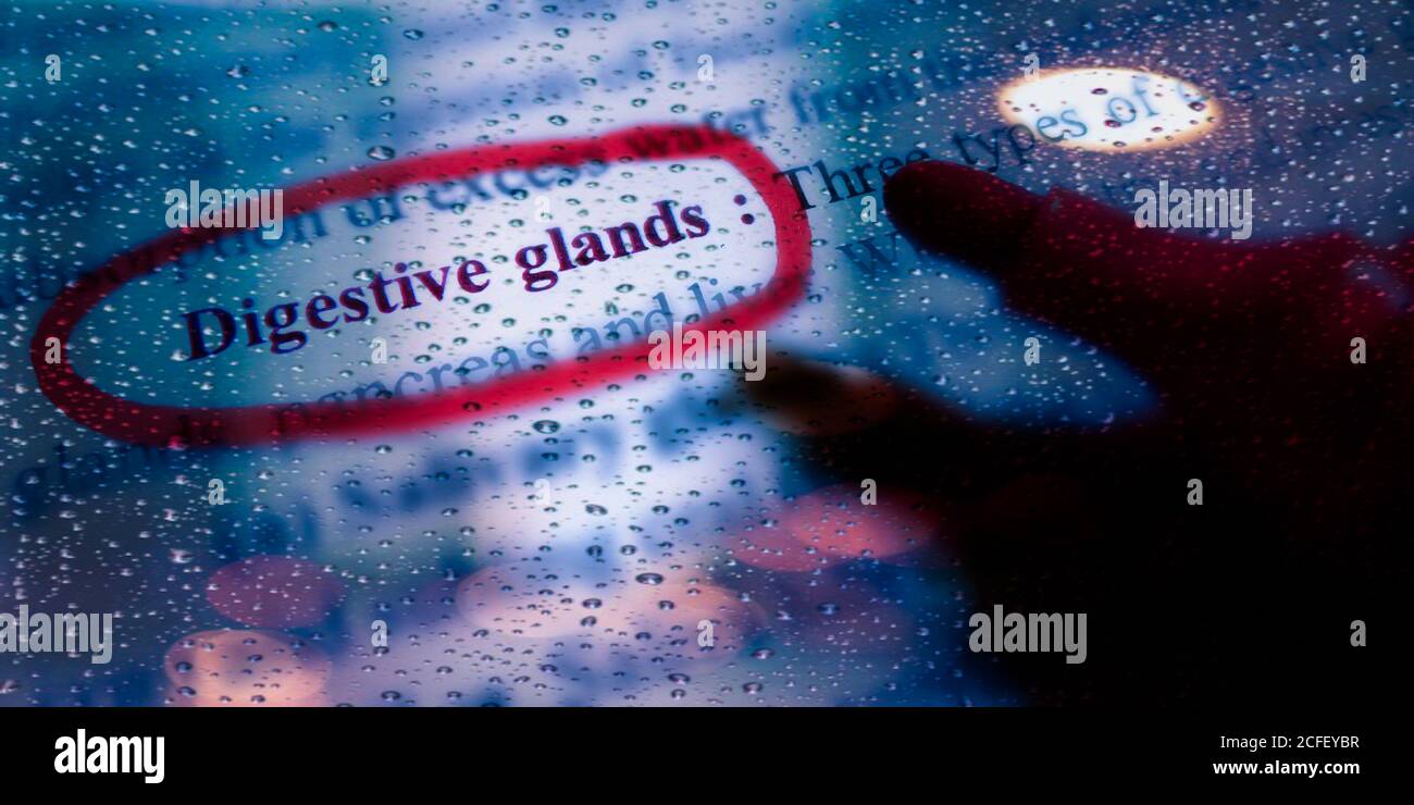 Digestive Glands word highlighted with closeup view on book word ...