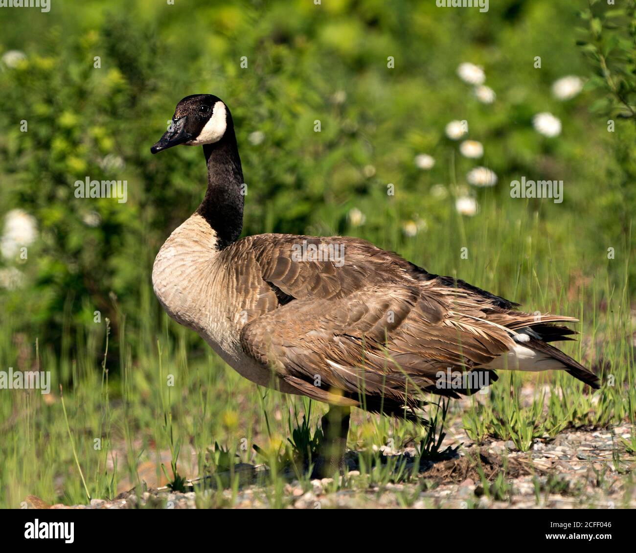 Canadian Geese close-up profile view displaying brown feather plumage ...