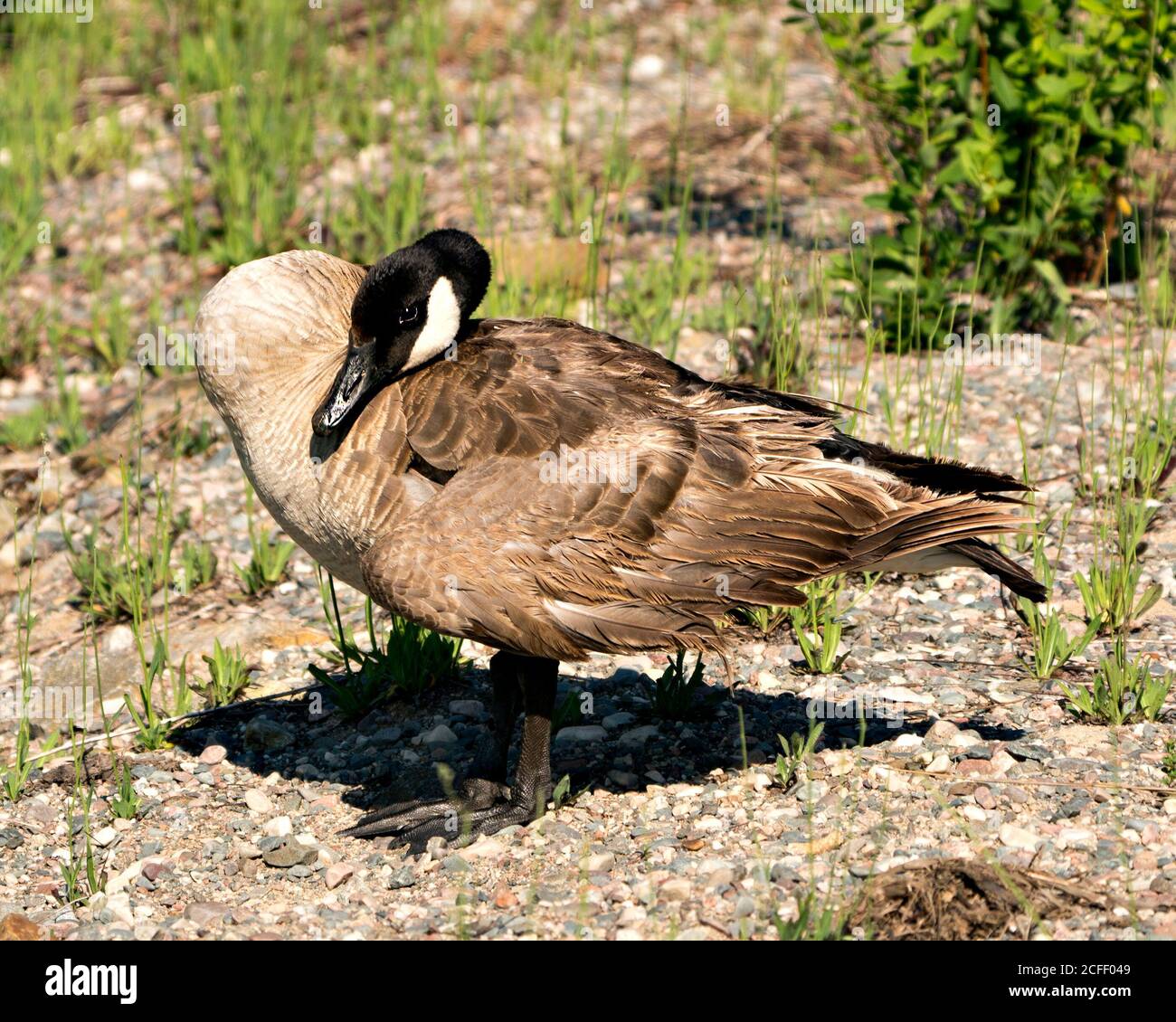 Canadian Geese close-up profile view resting its head on its brown ...