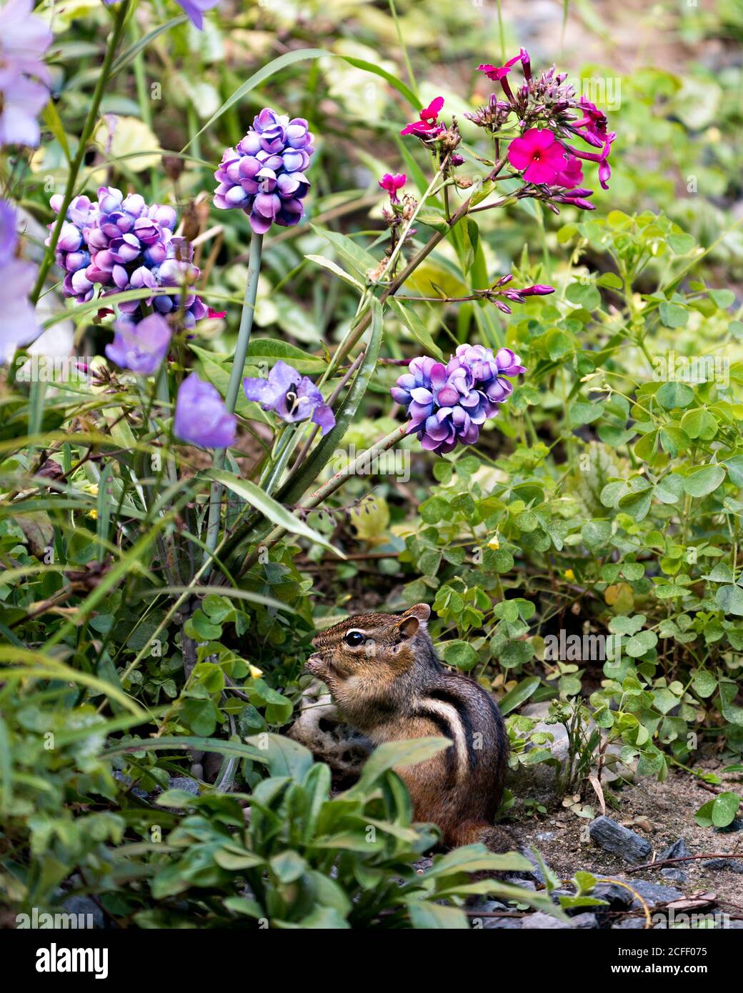 Chipmunk computer screen saver hi-res stock photography and images - Alamy