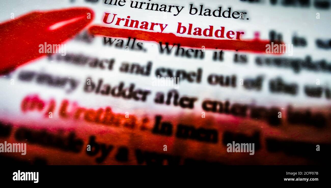Urinary Bladder word highlighted with closeup view on book word ...