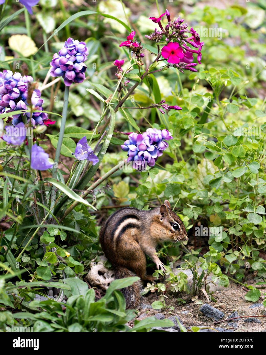 Chipmunk close-up profile side view looking to the right side ...