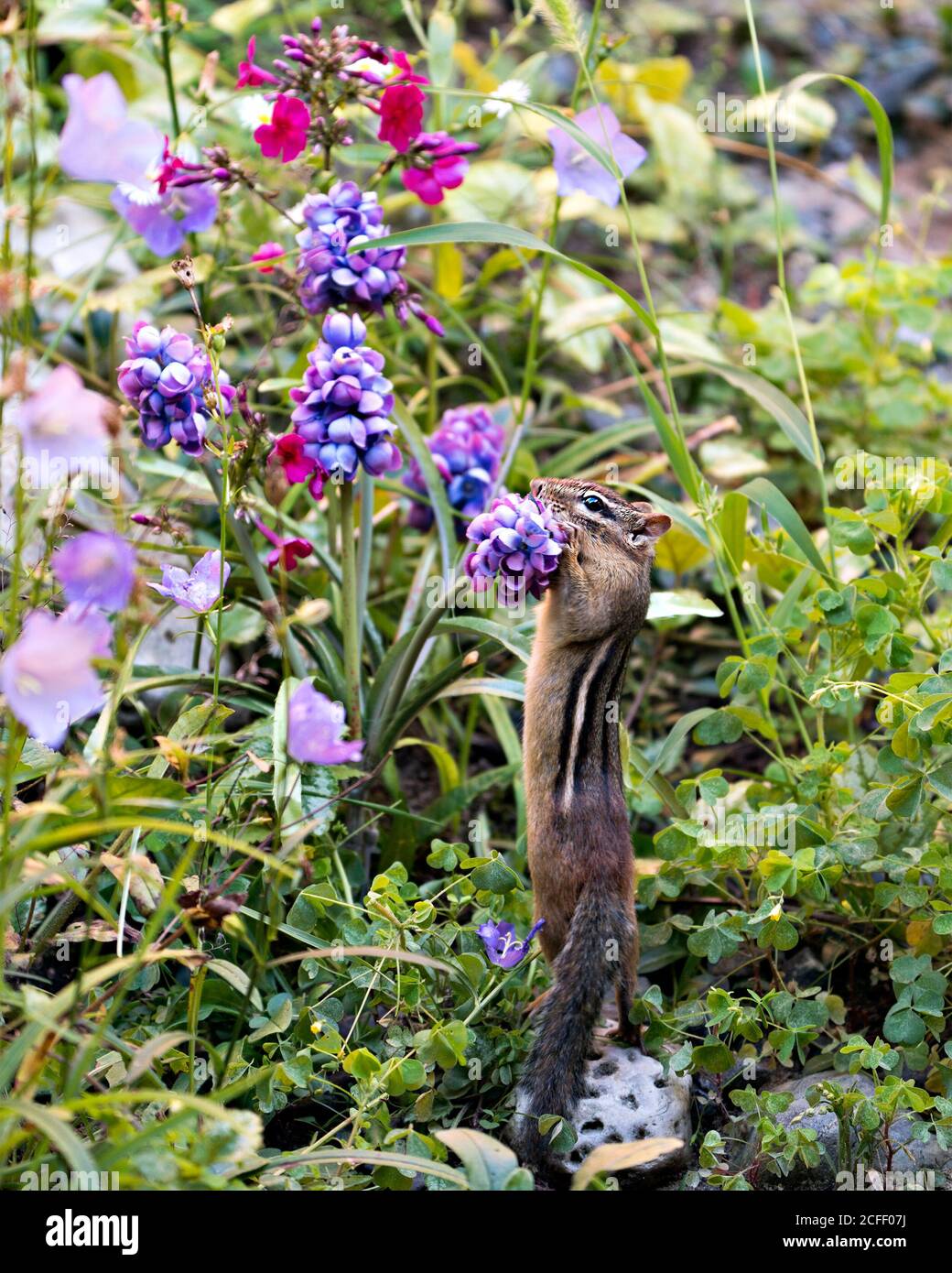 Chipmunk splendid view hi-res stock photography and images - Alamy