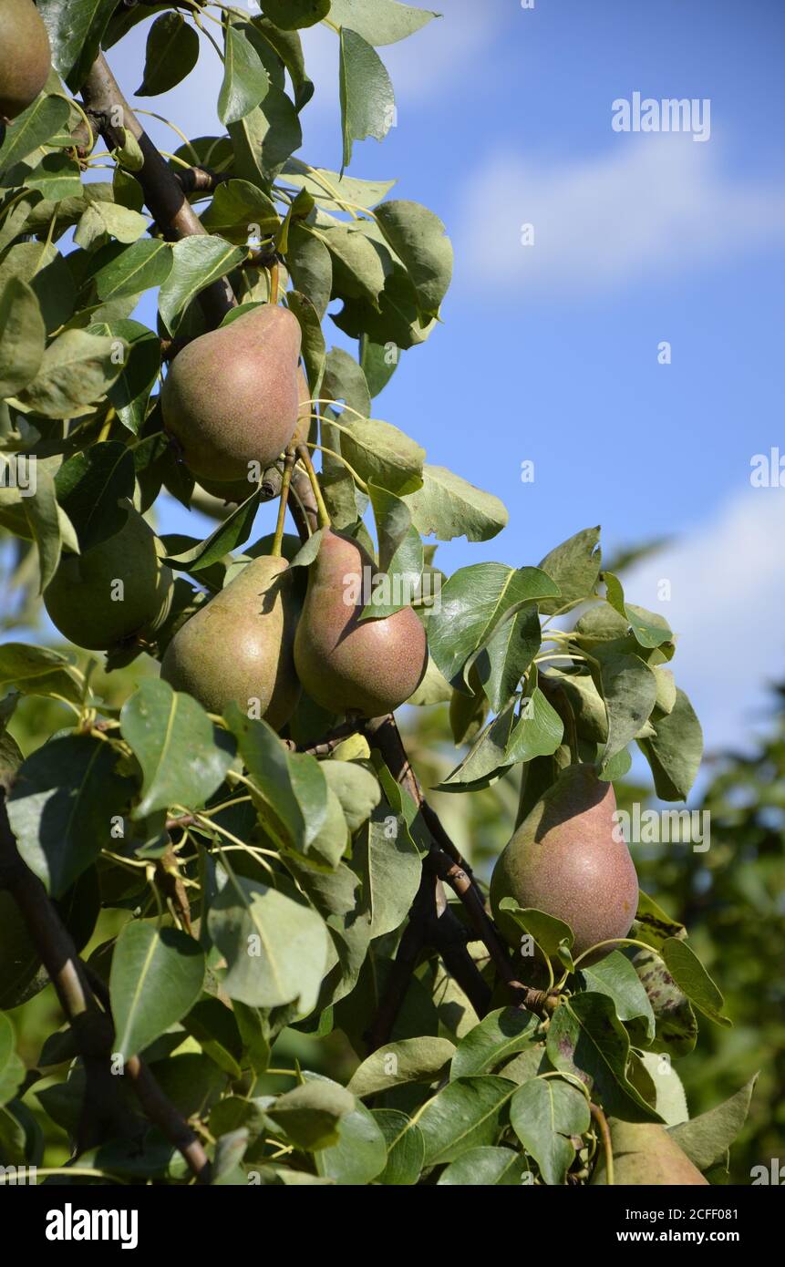 Apple pear tree hi-res stock photography and images - Alamy
