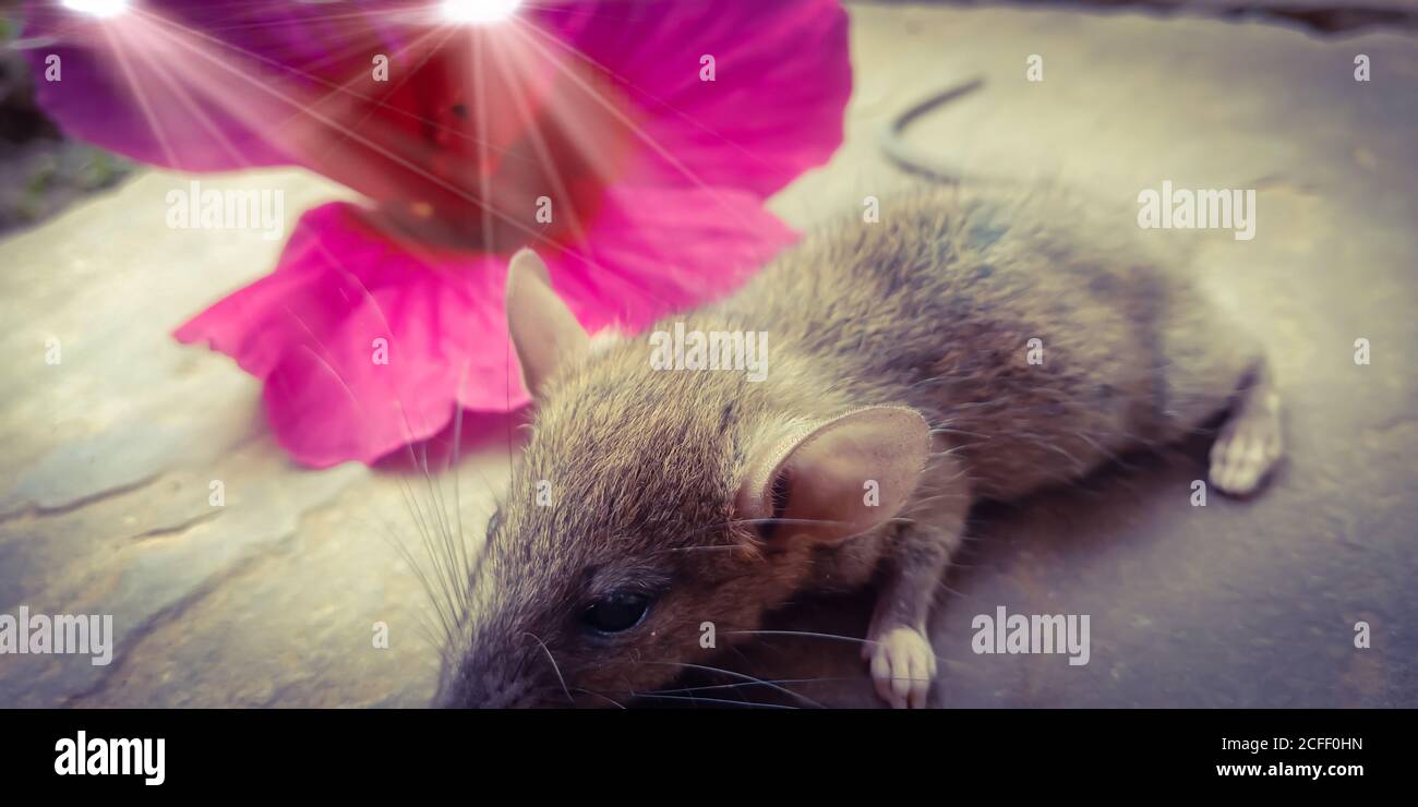 Rat animal isolated on flower with light background for leadership ...