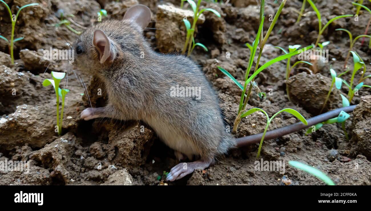 Rat animal isolated on soil background for leadership awareness Stock ...