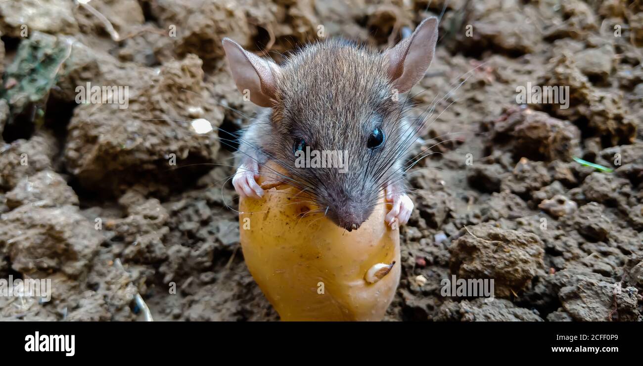 Rat animal isolated on potato vegetable soil background for leadership ...