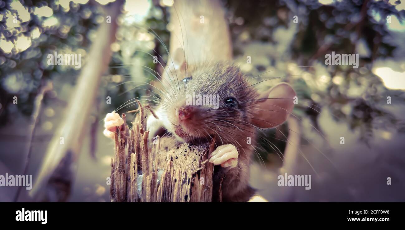 Rat animal isolated on Wooden background for leadership awareness Stock ...