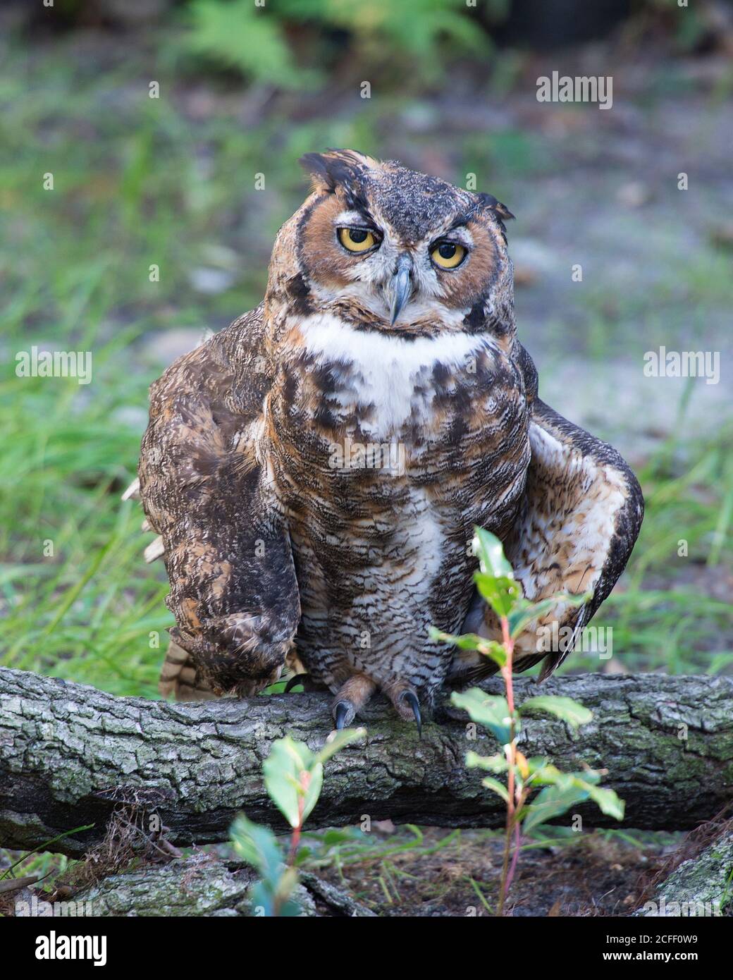 Owl close-up profile view, perched on a branch displaying brown feather ...