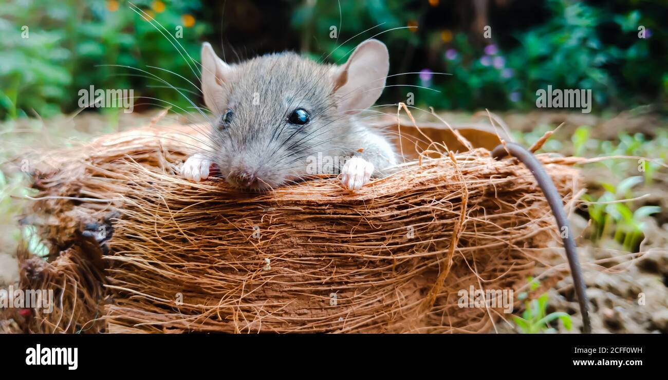 Rat animal isolated on coconut cover background for leadership ...