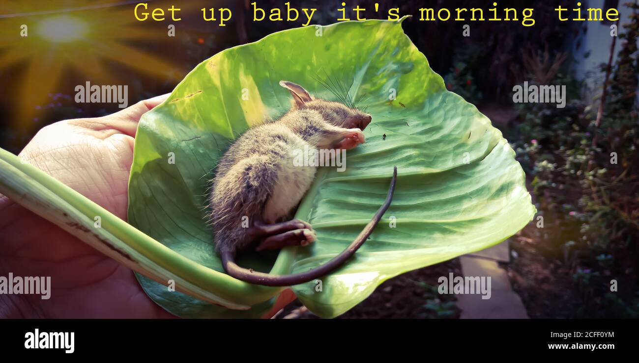 Rat animal sleeping on leaf, get up baby it is morning time tag line ...