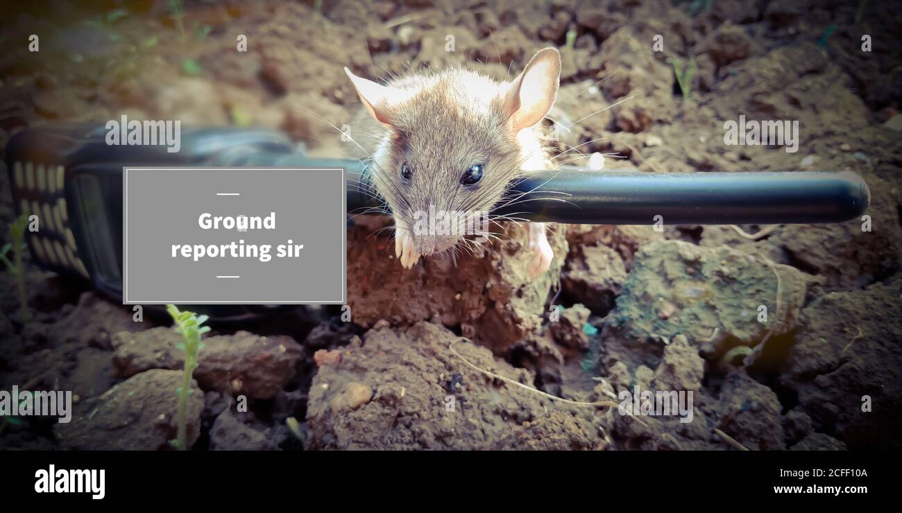 Rat animal at army background with wireless walkie talkie for ground ...