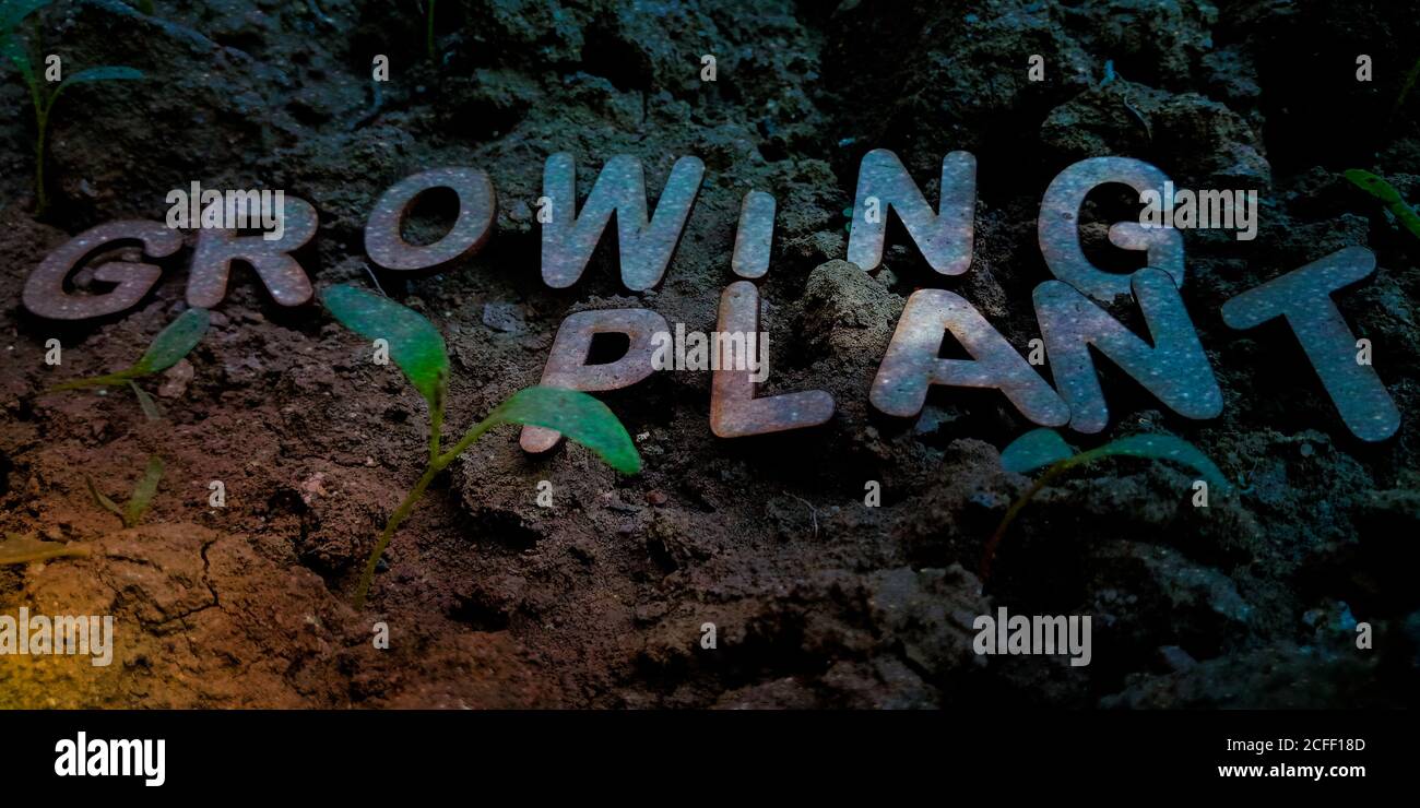 Growing plant word presented on text form for education awareness Stock ...