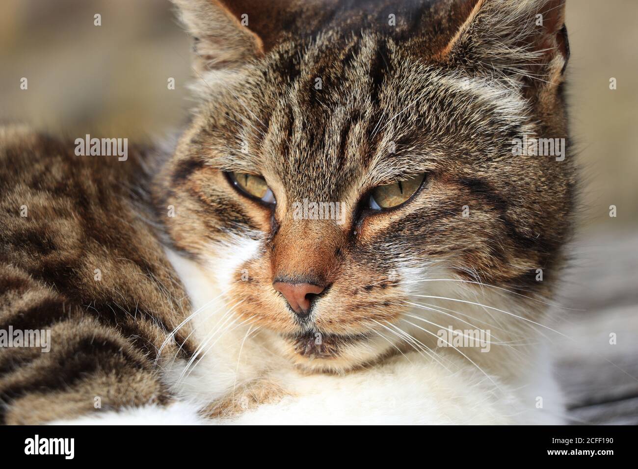 Tabby farm cat Stock Photo - Alamy