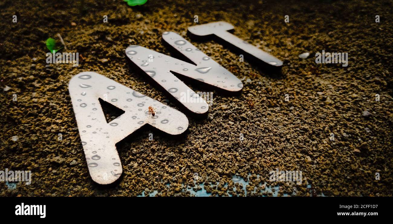 Ant word with creature isolated presented on text form for education ...