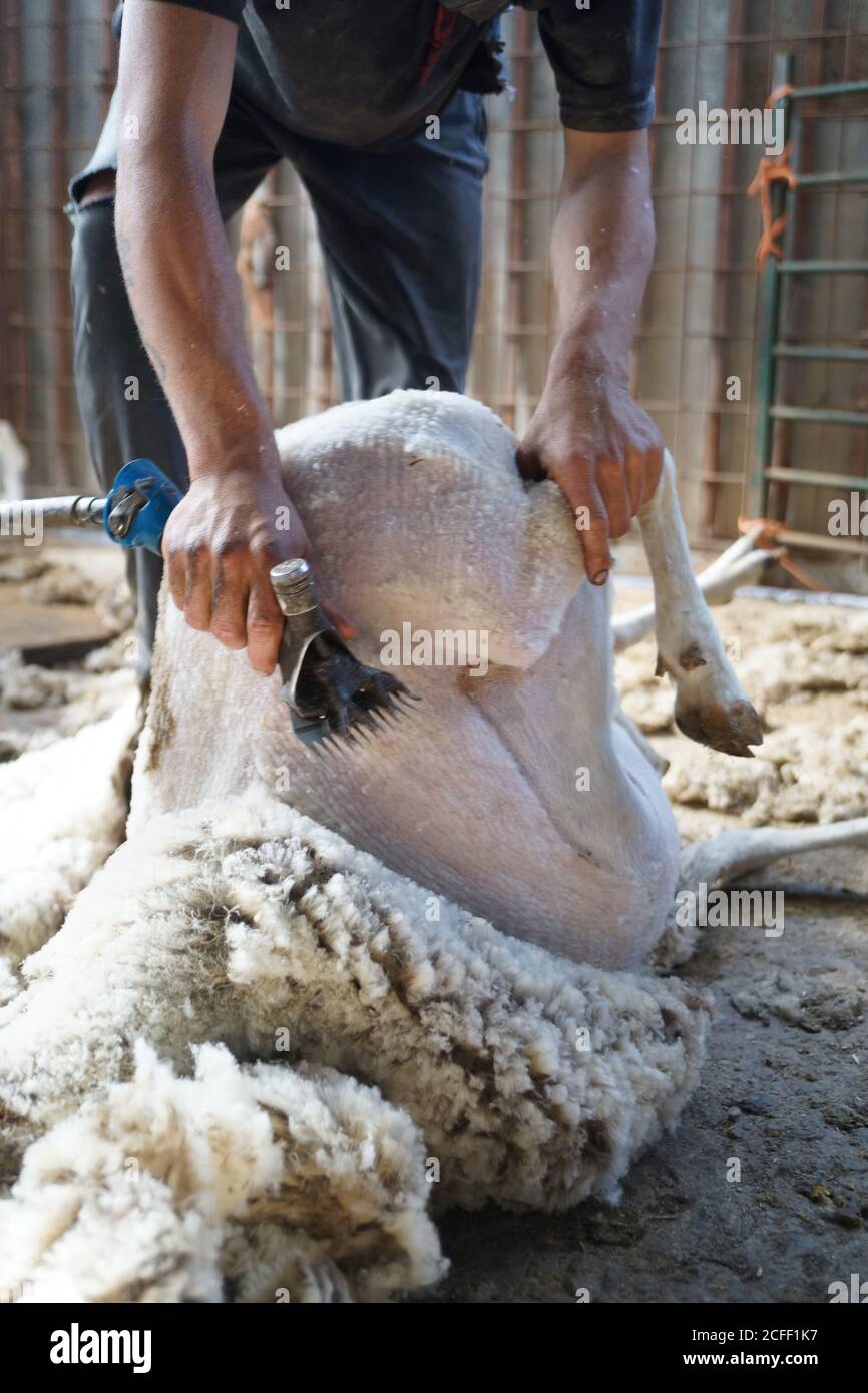 unrecognizable farm worker removing wool from sheep with professional ...