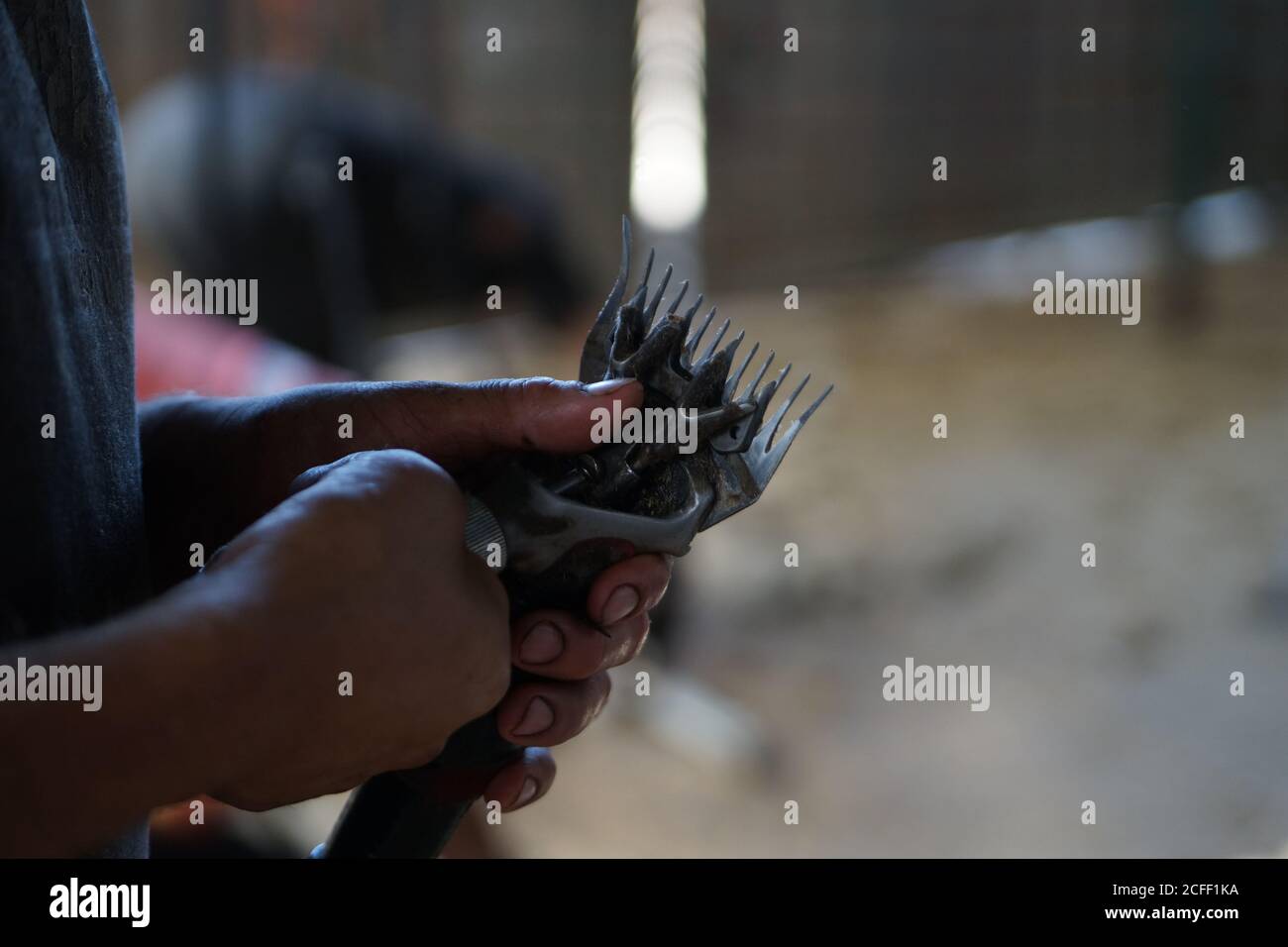 Professional sheep shearing razor hanging on rope in dark barn on farm ...