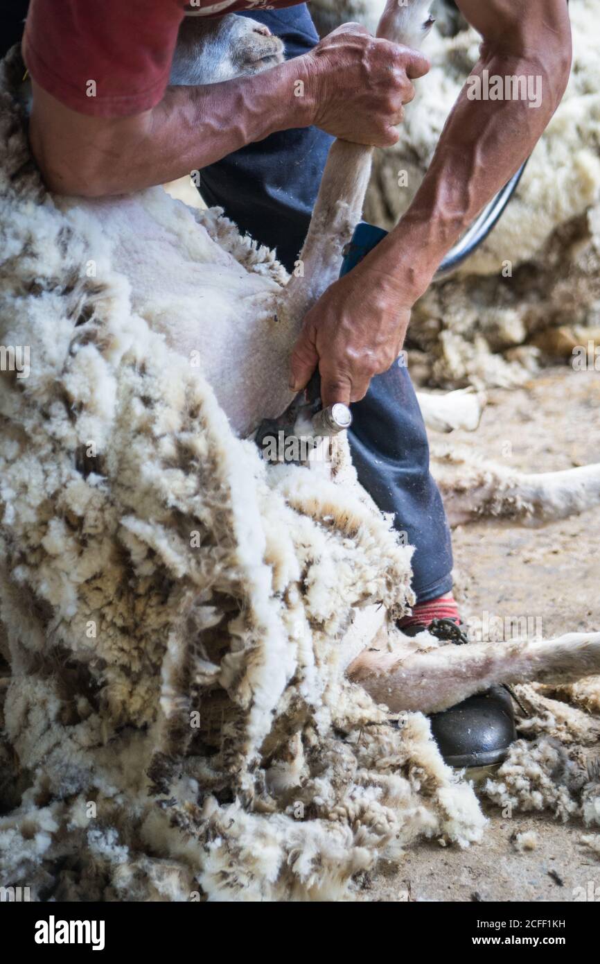 unrecognizable farm worker removing wool from sheep with professional ...