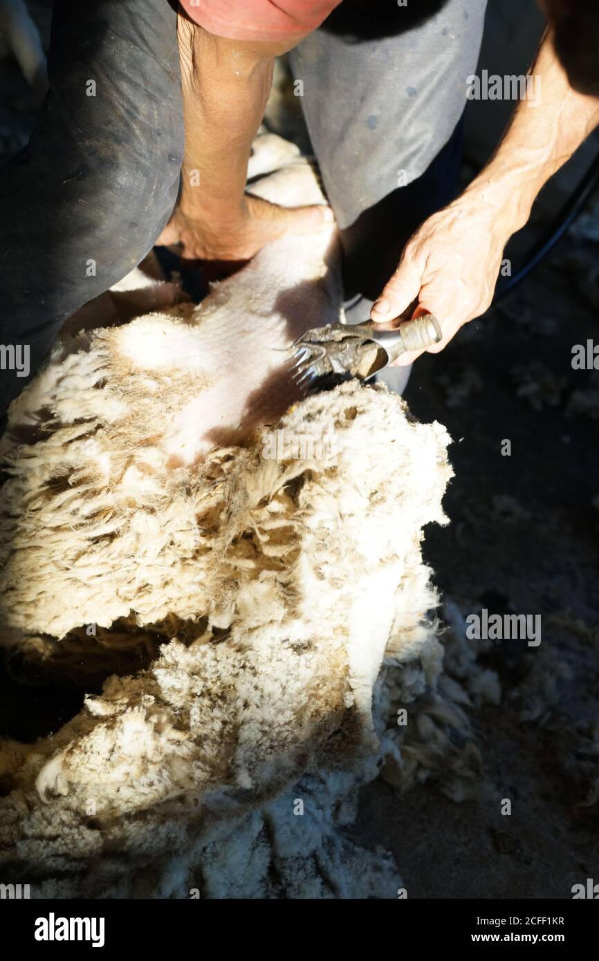 unrecognizable farm worker removing wool from sheep with professional ...