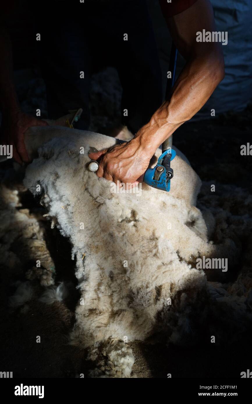 unrecognizable farm worker removing wool from sheep with professional ...