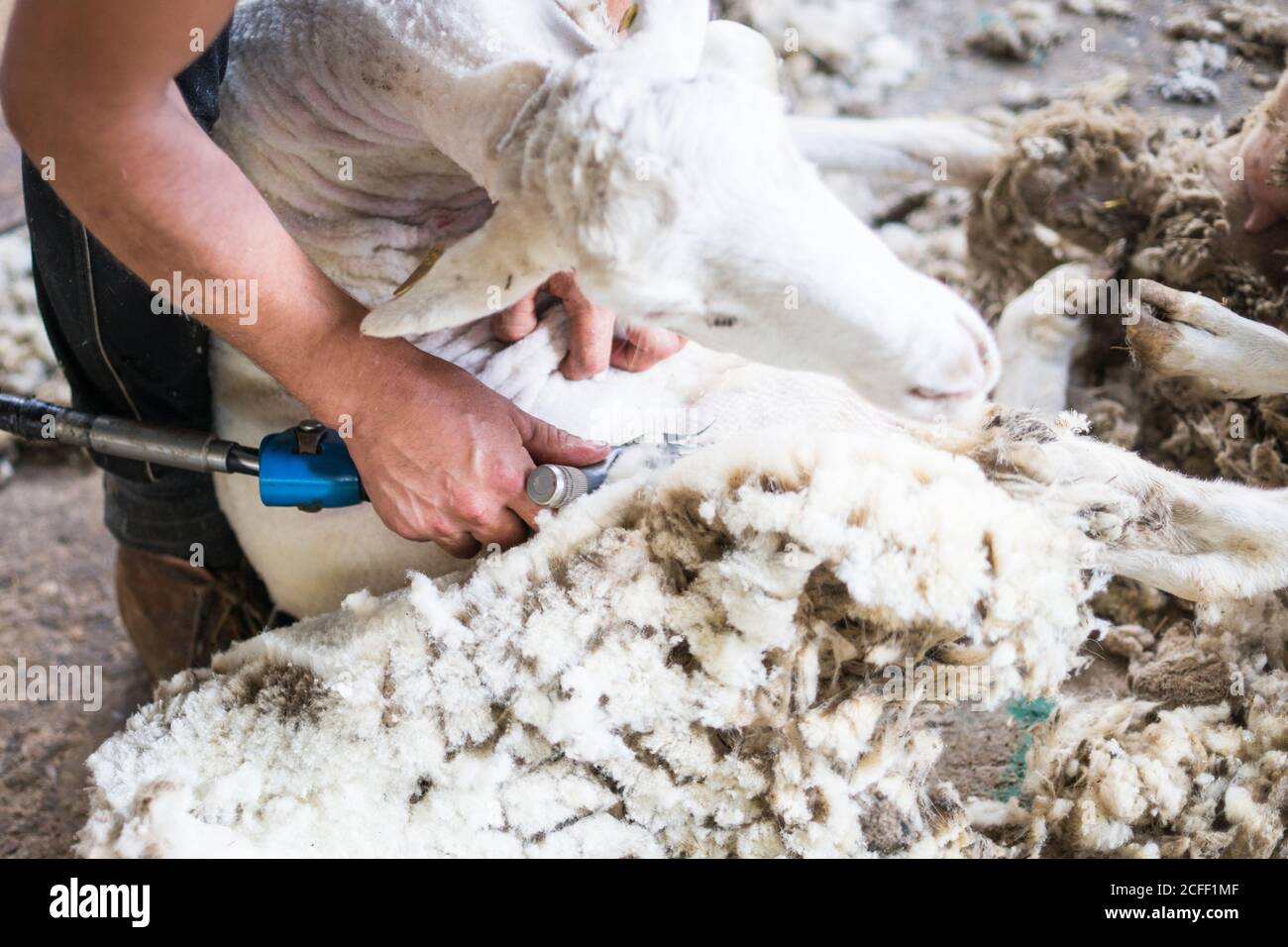 unrecognizable farm worker removing wool from sheep with professional ...