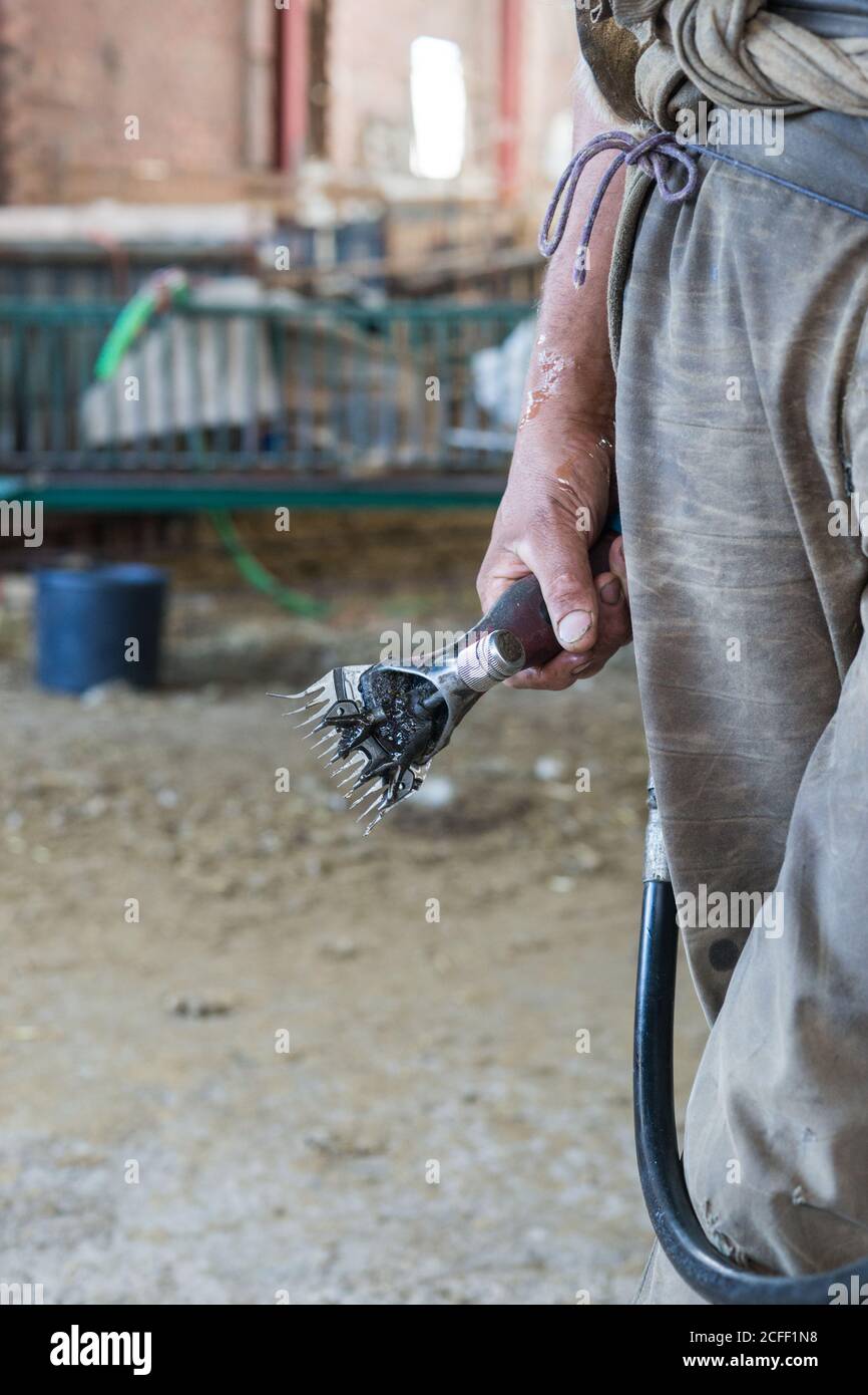 Professional sheep shearing razor hanging on rope in dark barn on farm ...