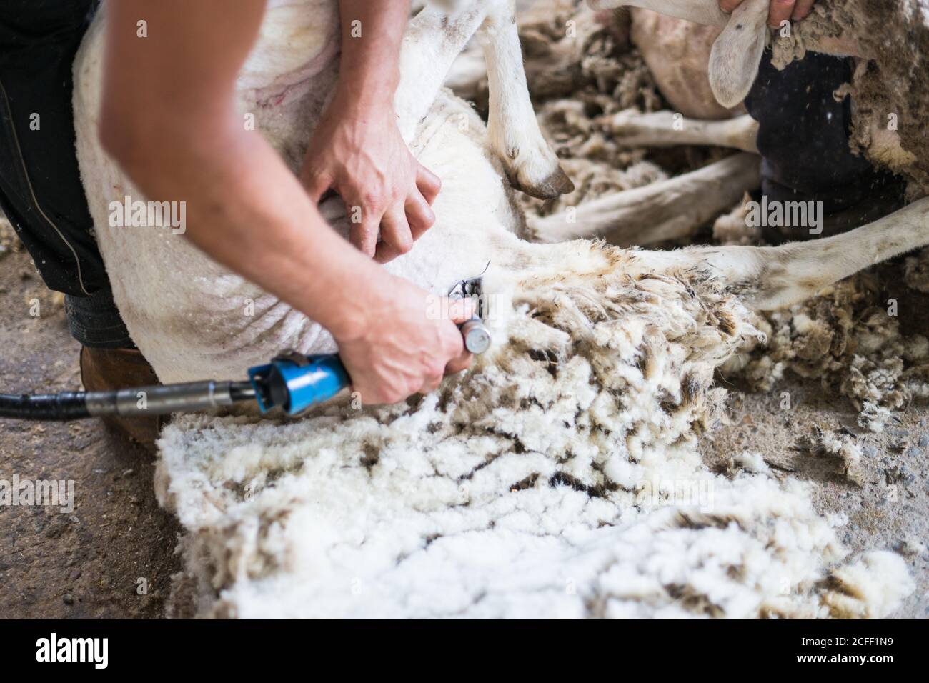unrecognizable farm worker removing wool from sheep with professional ...