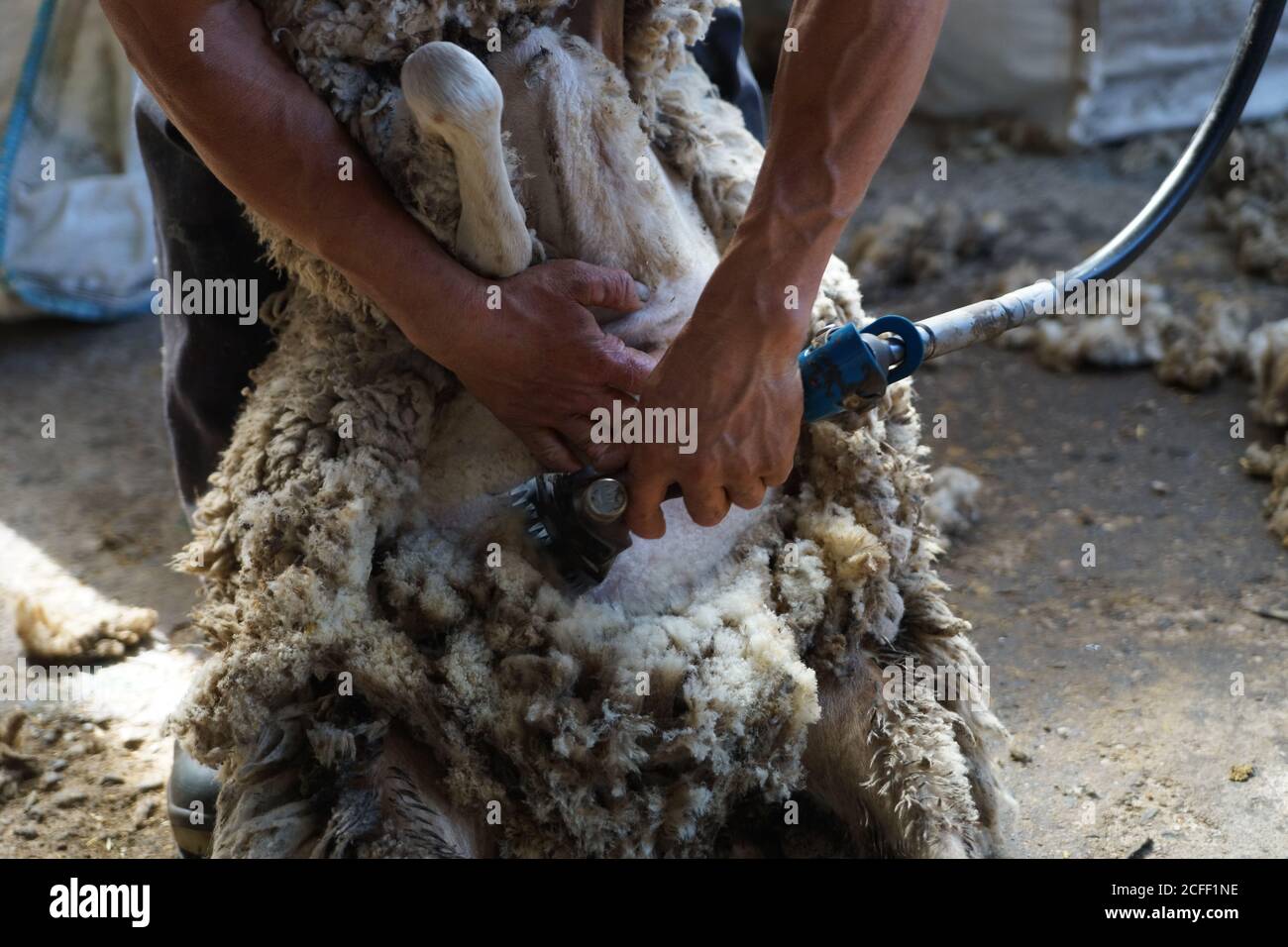 Wool From Sheep High Resolution Stock Photography and Images - Alamy
