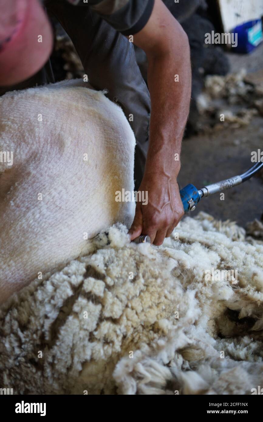 unrecognizable farm worker removing wool from sheep with professional ...