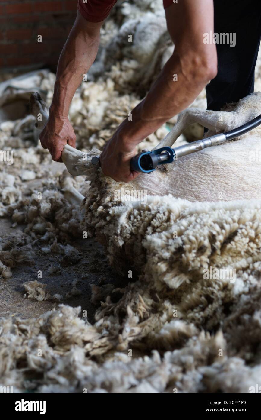 unrecognizable farm worker removing wool from sheep with professional ...
