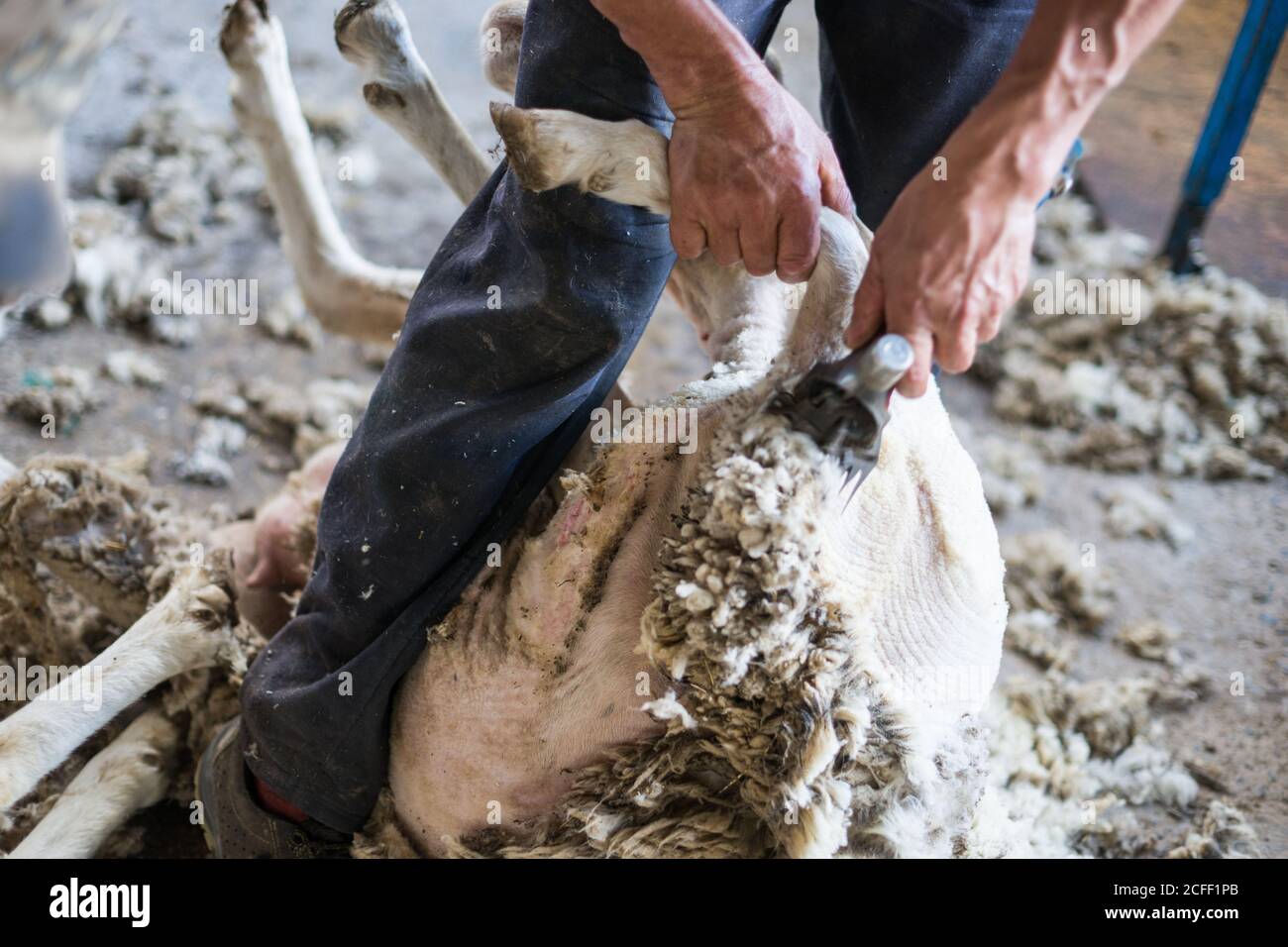 unrecognizable farm worker removing wool from sheep with professional ...