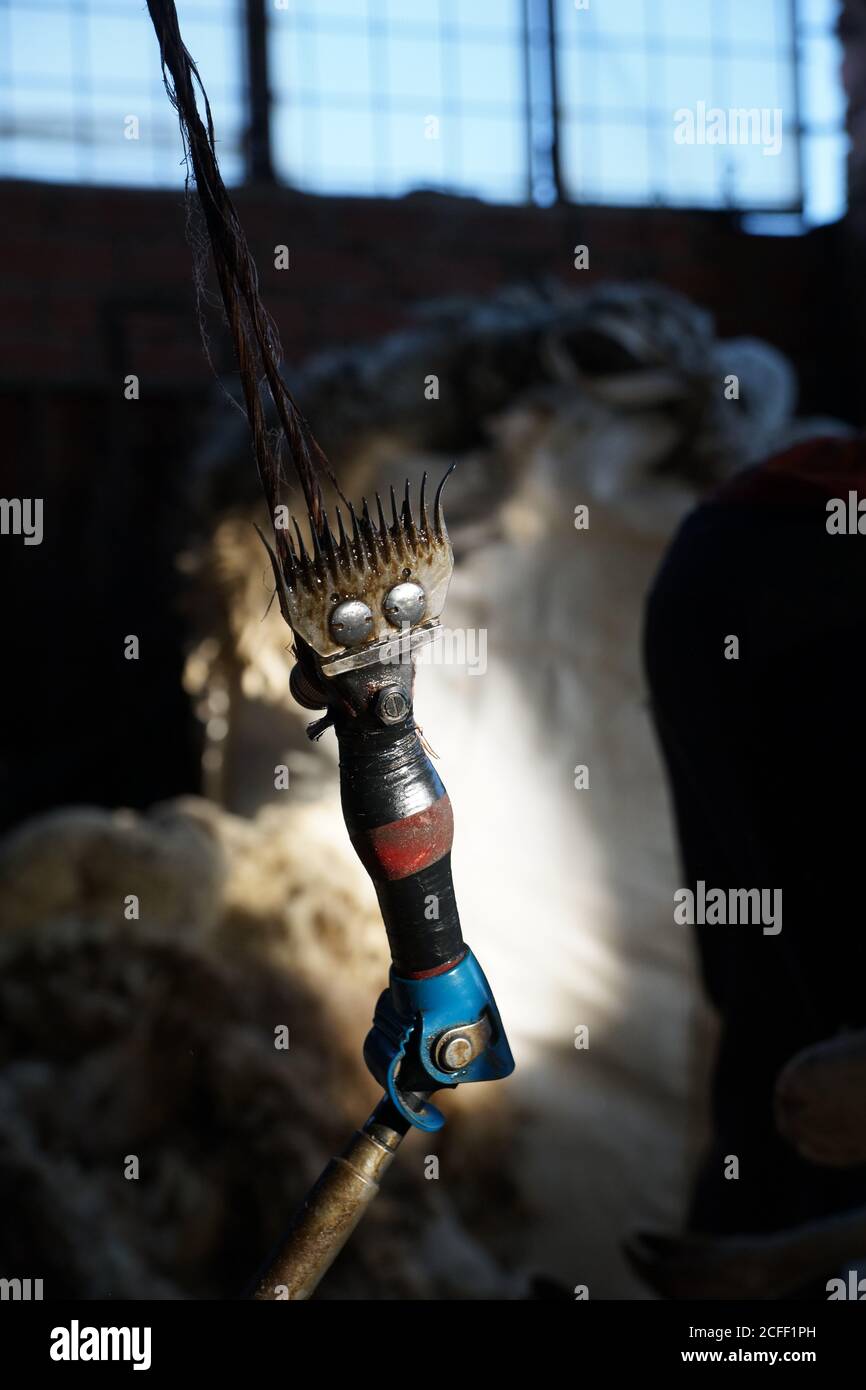 Sheep grooming hi-res stock photography and images - Alamy