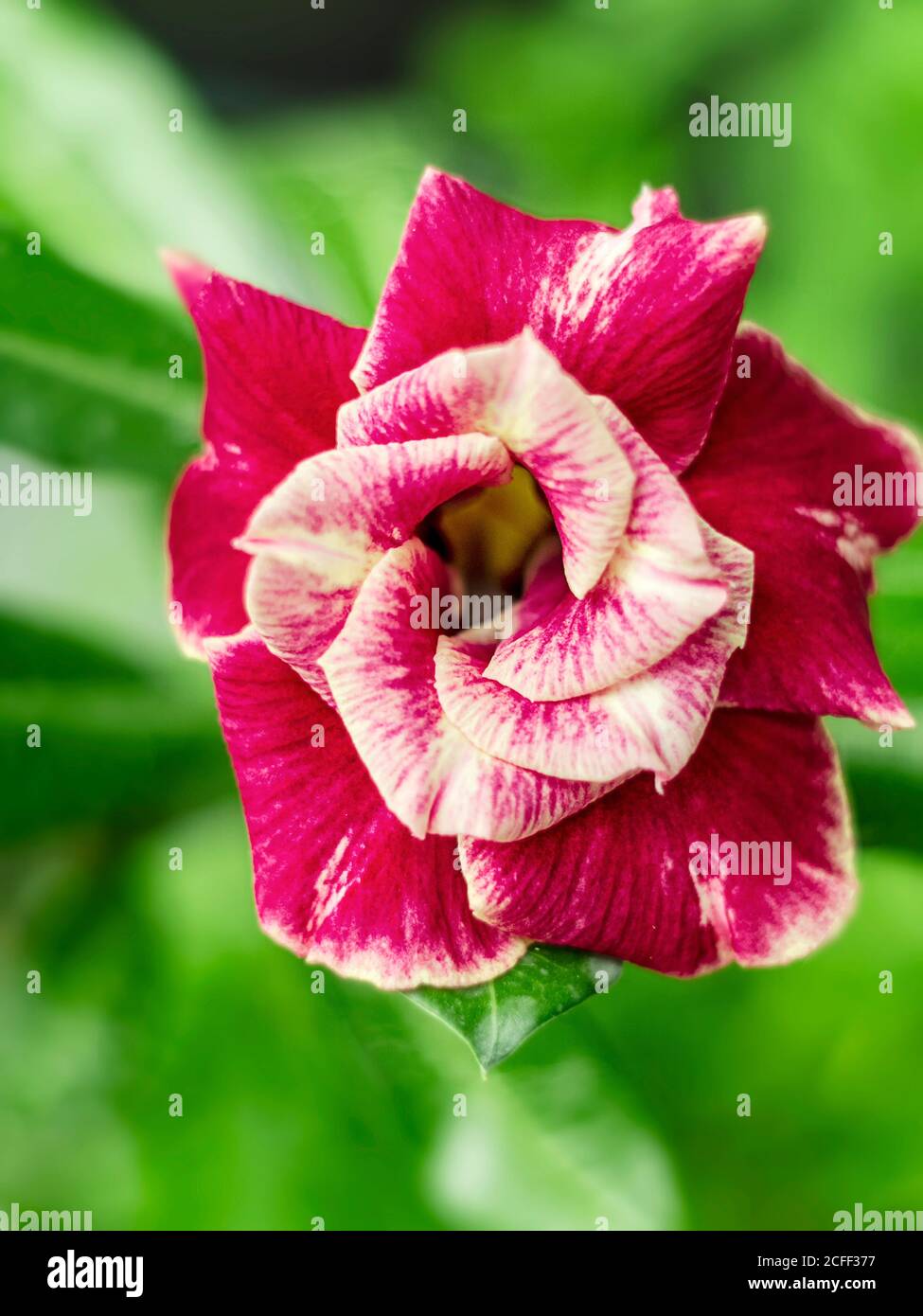 Red flower Adenium Obesum. Tropical flower, desert rose flower Stock ...