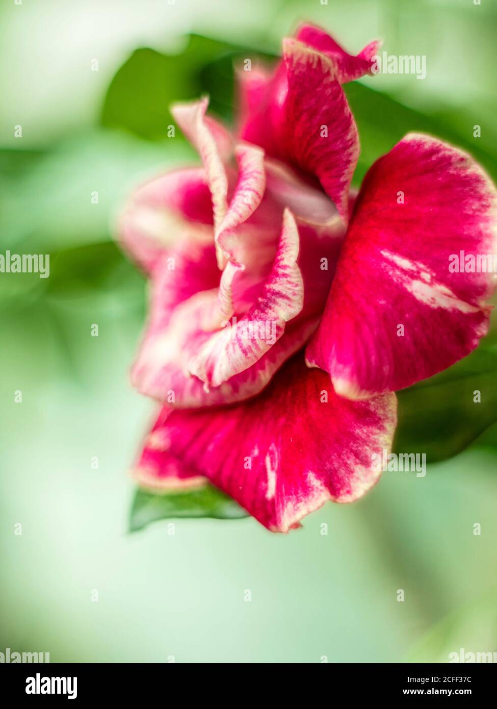 Red flower Adenium Obesum. Tropical flower, desert rose flower Stock ...
