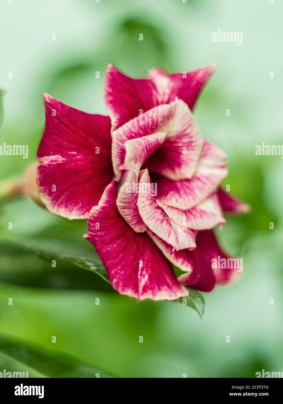 Red flower Adenium Obesum. Tropical flower, desert rose flower Stock ...