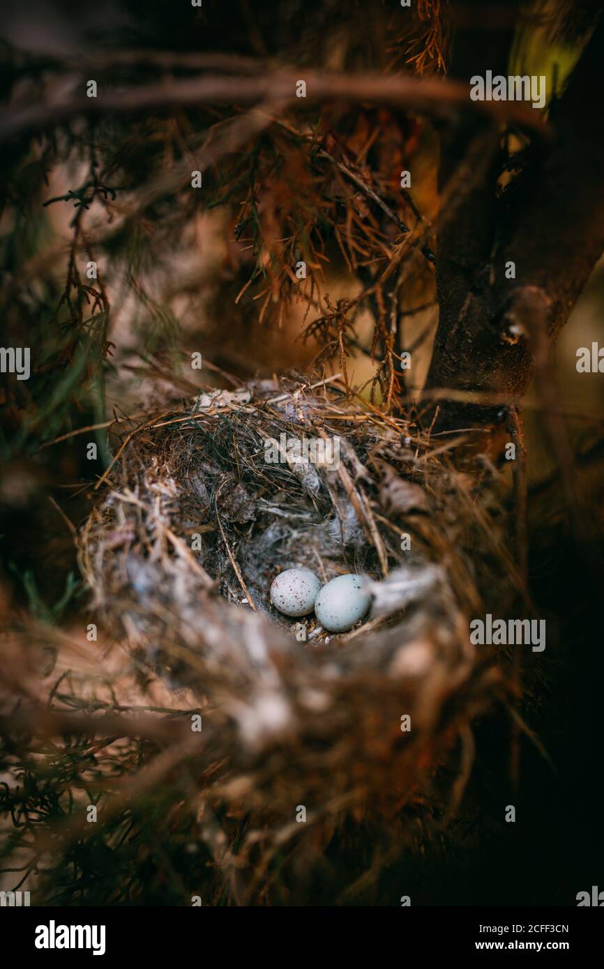 From above nest with small bird eggs placed on branches of thin conifer ...