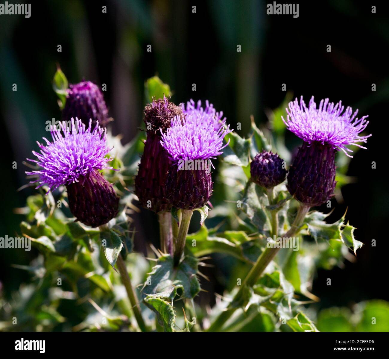 Field thistle or Creeping thistle, Cirsium arvense, Edinburgh, Scotland ...