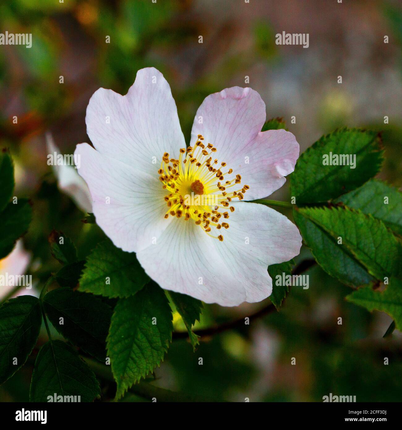 Protecting rose hi-res stock photography and images - Alamy