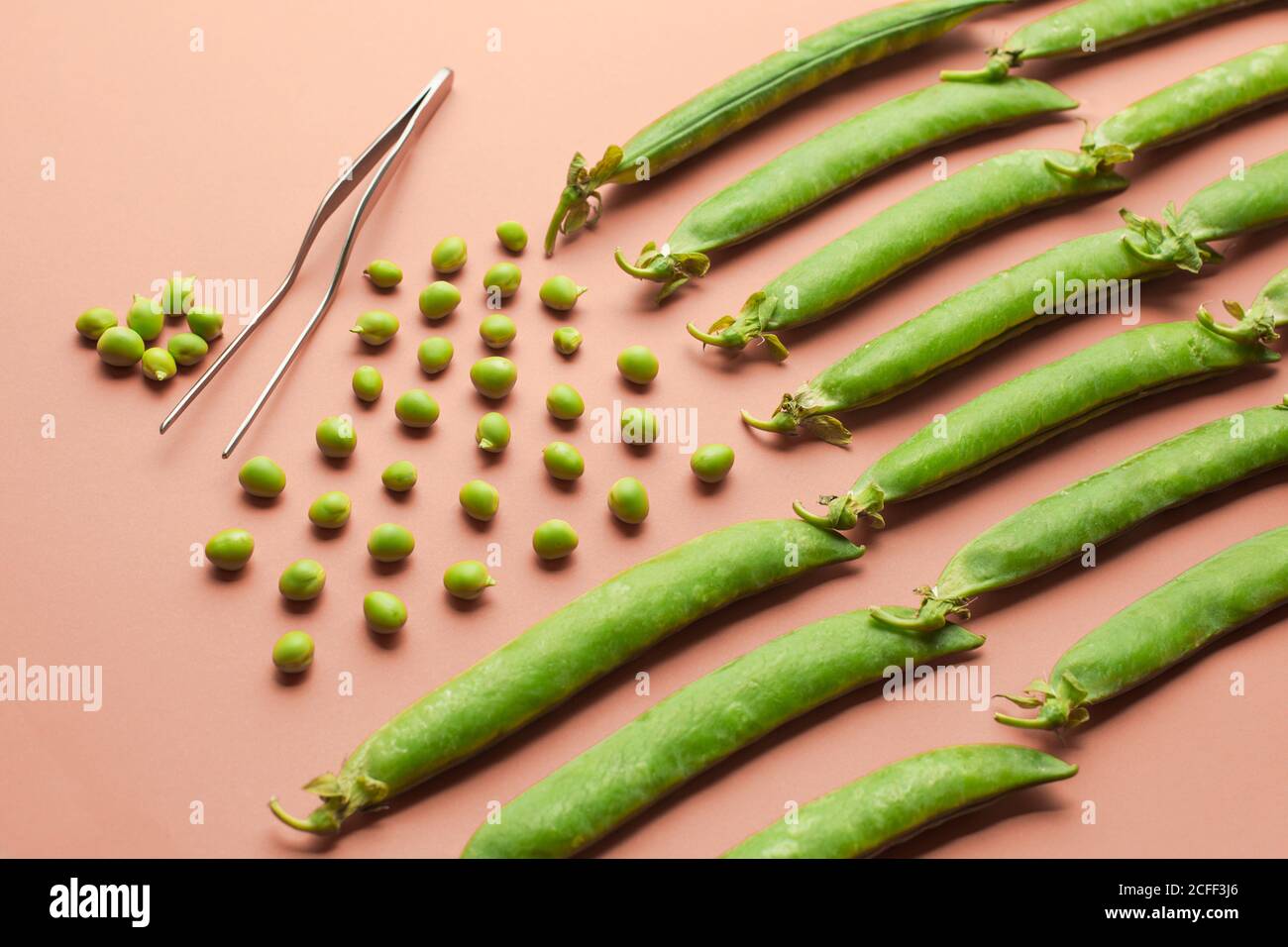 Flat seed pods hi-res stock photography and images - Alamy