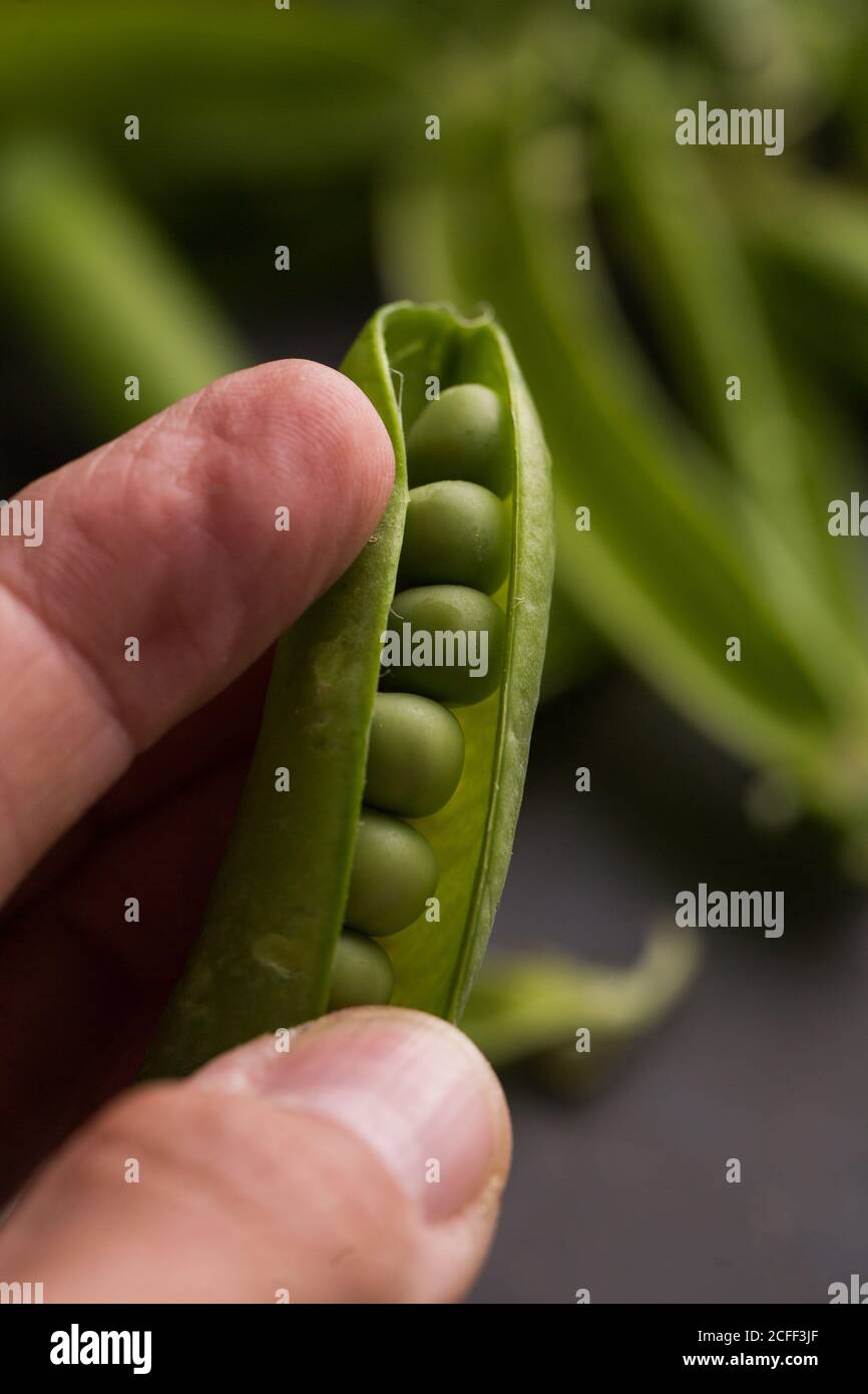 Fingers opening a pea pod Stock Photo - Alamy