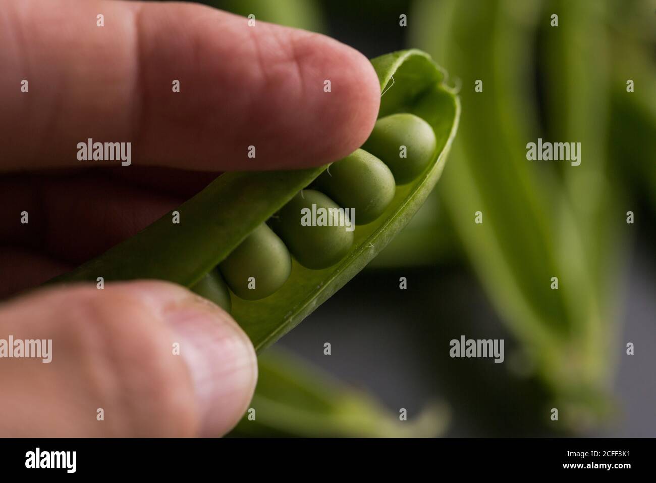Fingers opening a pea pod Stock Photo - Alamy