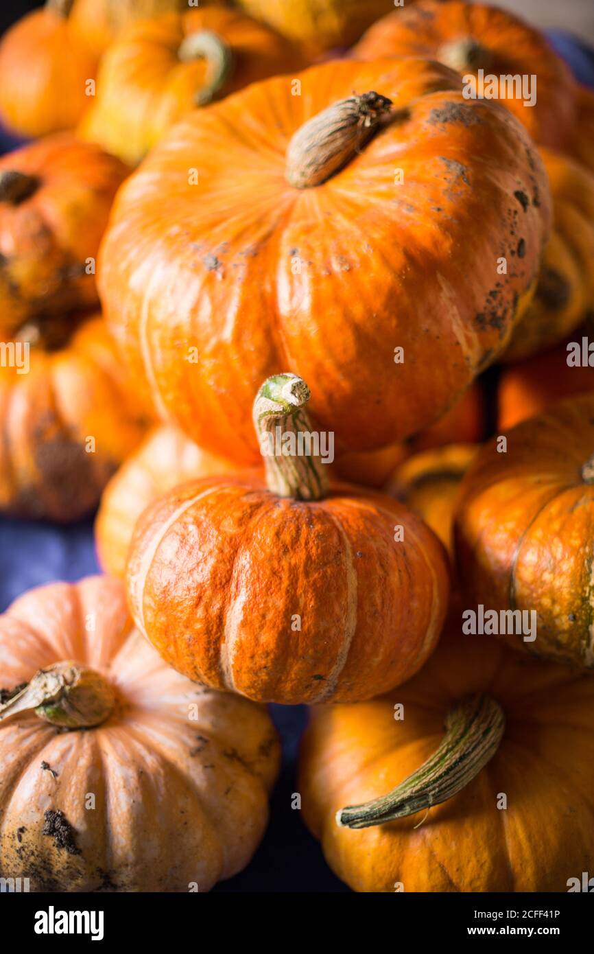Close up big orange pumpkins hi-res stock photography and images - Alamy