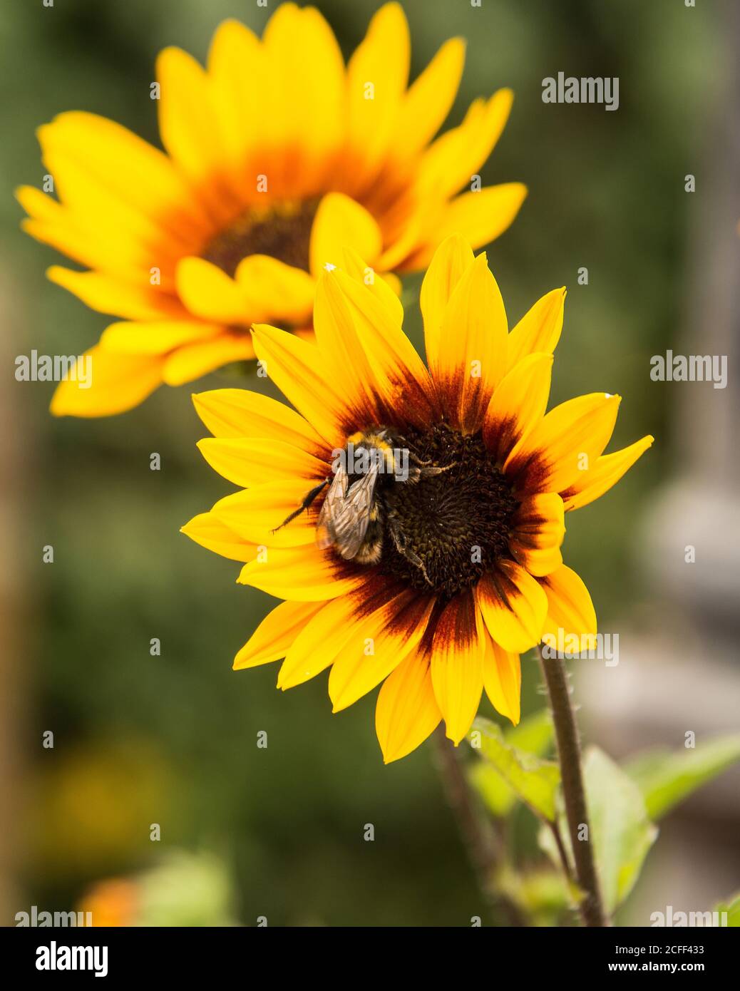 Honey Bee on Sunflower Stock Photo - Alamy