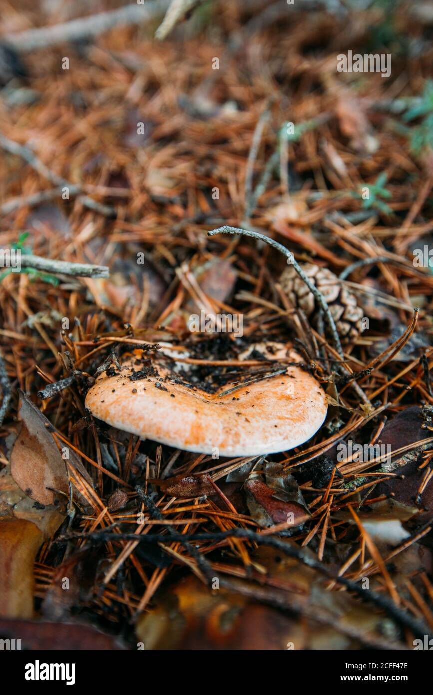Funghi lactarius deliciosus hi-res stock photography and images - Alamy