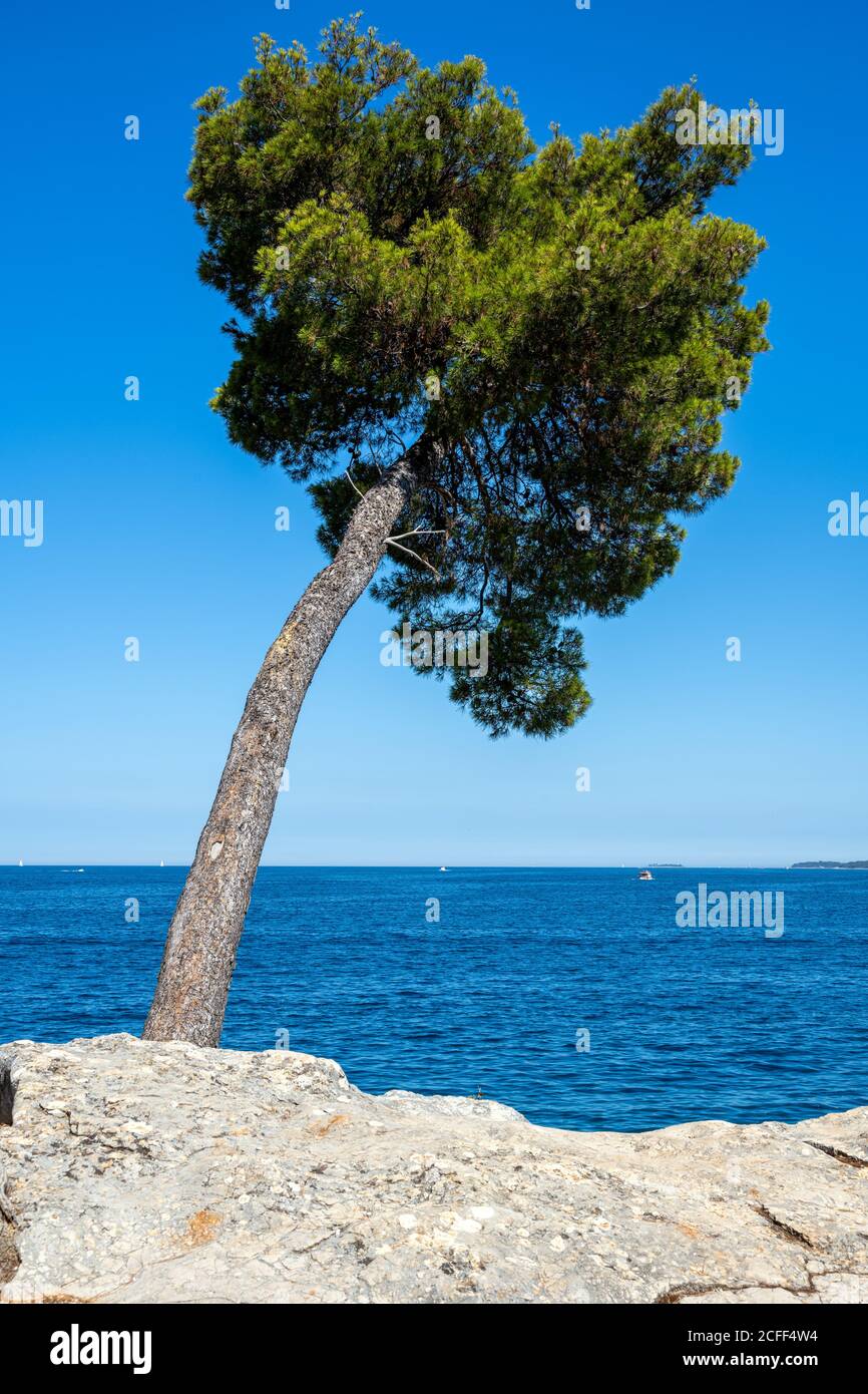 Mediterranean pine tree hi-res stock photography and images - Alamy